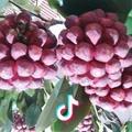 南五味子的抖音 - 抖音