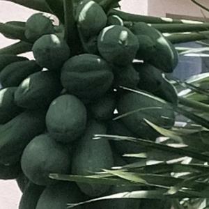 夏日的太阳的抖音 - 抖音