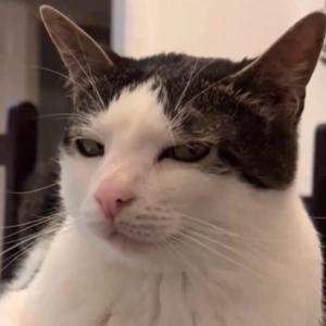 小猪的猫meme的抖音 - 抖音