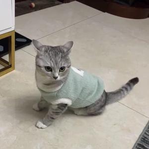 不吃猫的鱼的抖音 - 抖音