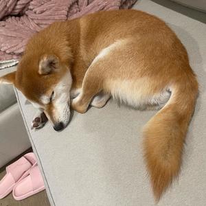 小七公主.shiba的抖音 - 抖音