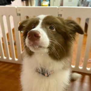 黄豆不黄🐶的抖音 - 抖音
