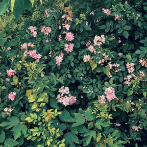 Fleurette的抖音 - 抖音