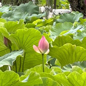 Gvvvv的抖音 - 抖音