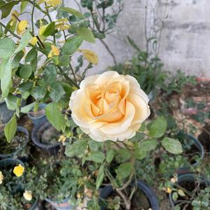 jhhhjj的抖音 - 抖音