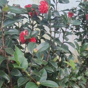 🌸🌸的抖音 - 抖音