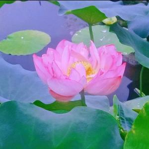 Lin ge的抖音 - 抖音