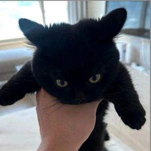 cat mai的抖音 - 抖音