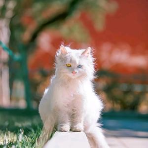 fahaxiki的抖音 - 抖音